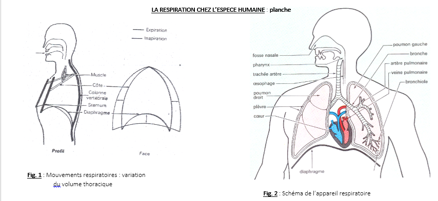 l'appareil respiratoire - explication Terminale Autre